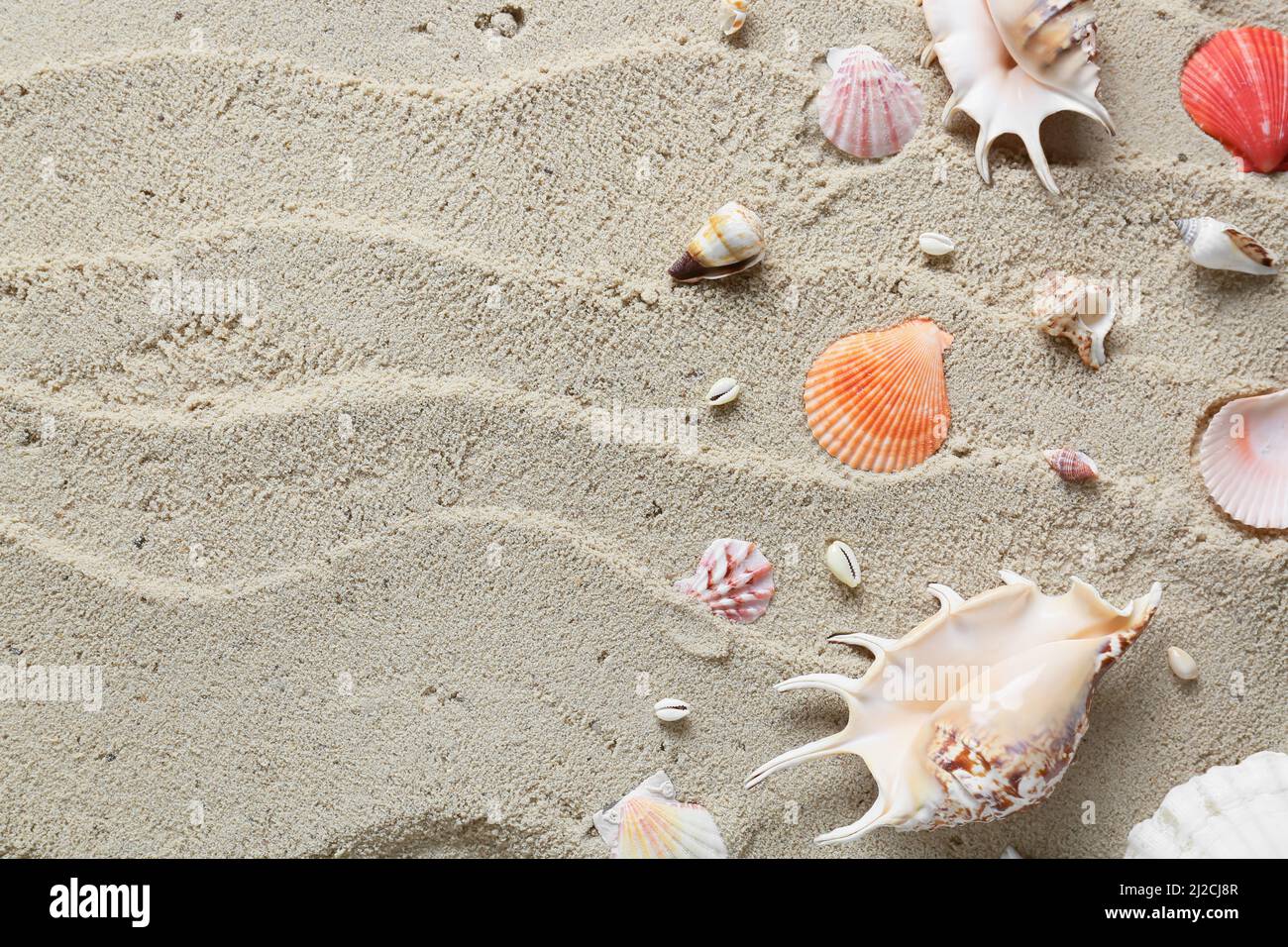 Many different sea shells on beach sand Stock Photo - Alamy