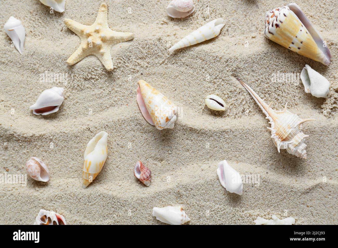 Many different sea shells and starfish on beach sand Stock Photo - Alamy
