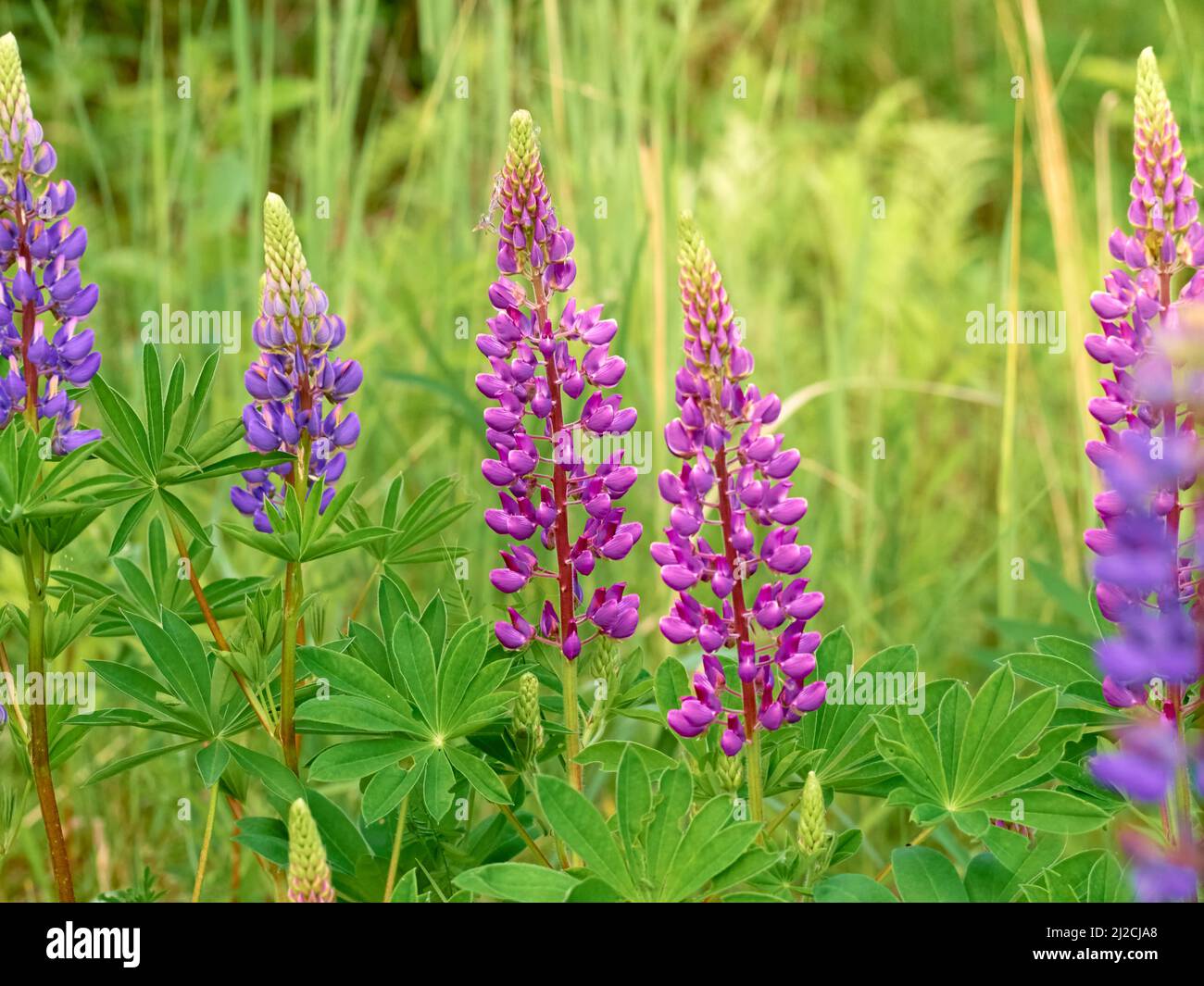 Colorful lupin flowers hi-res stock photography and images - Alamy