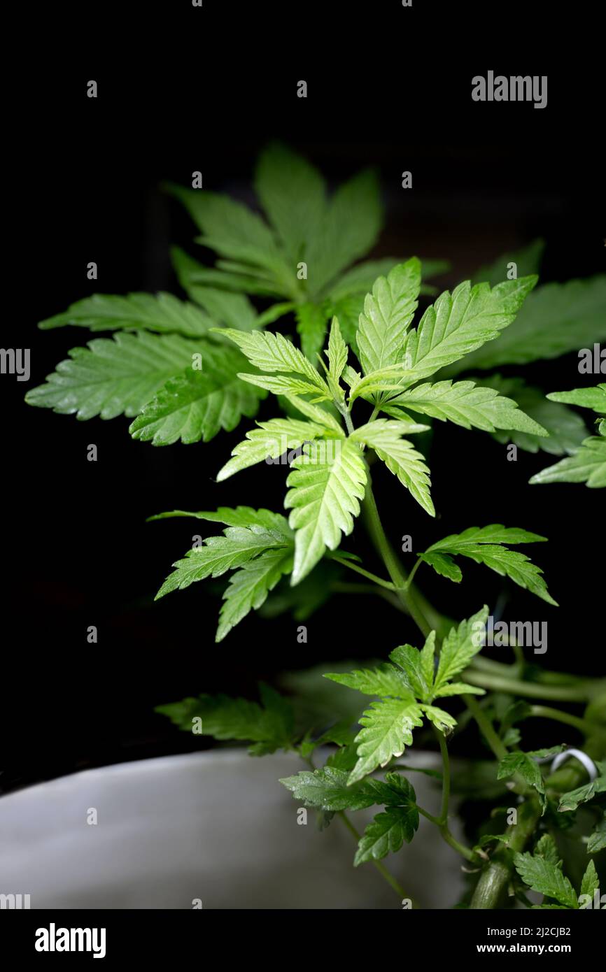 A marijuana leaf. Close-up of young cannabis Stock Photo - Alamy