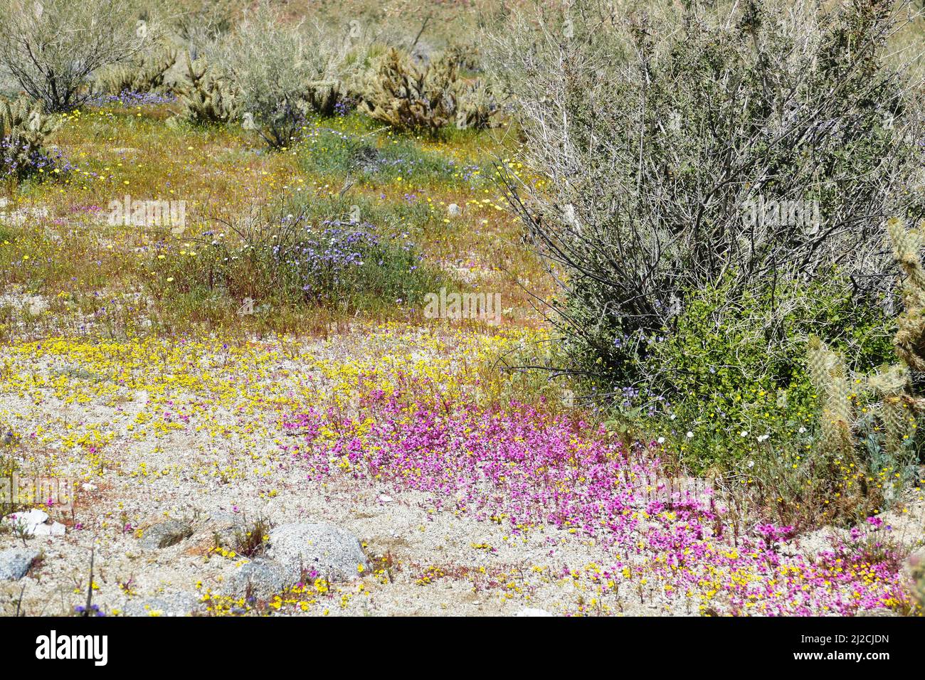 Yellow, blue and purple desert flowers after winter rains, in Hellhole ...