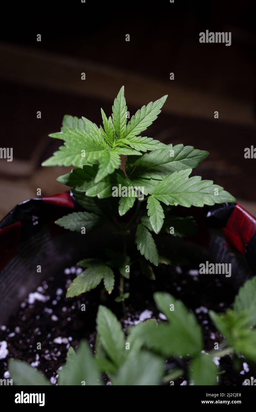 Marijuana plant in plastic hi-res stock photography and images - Alamy