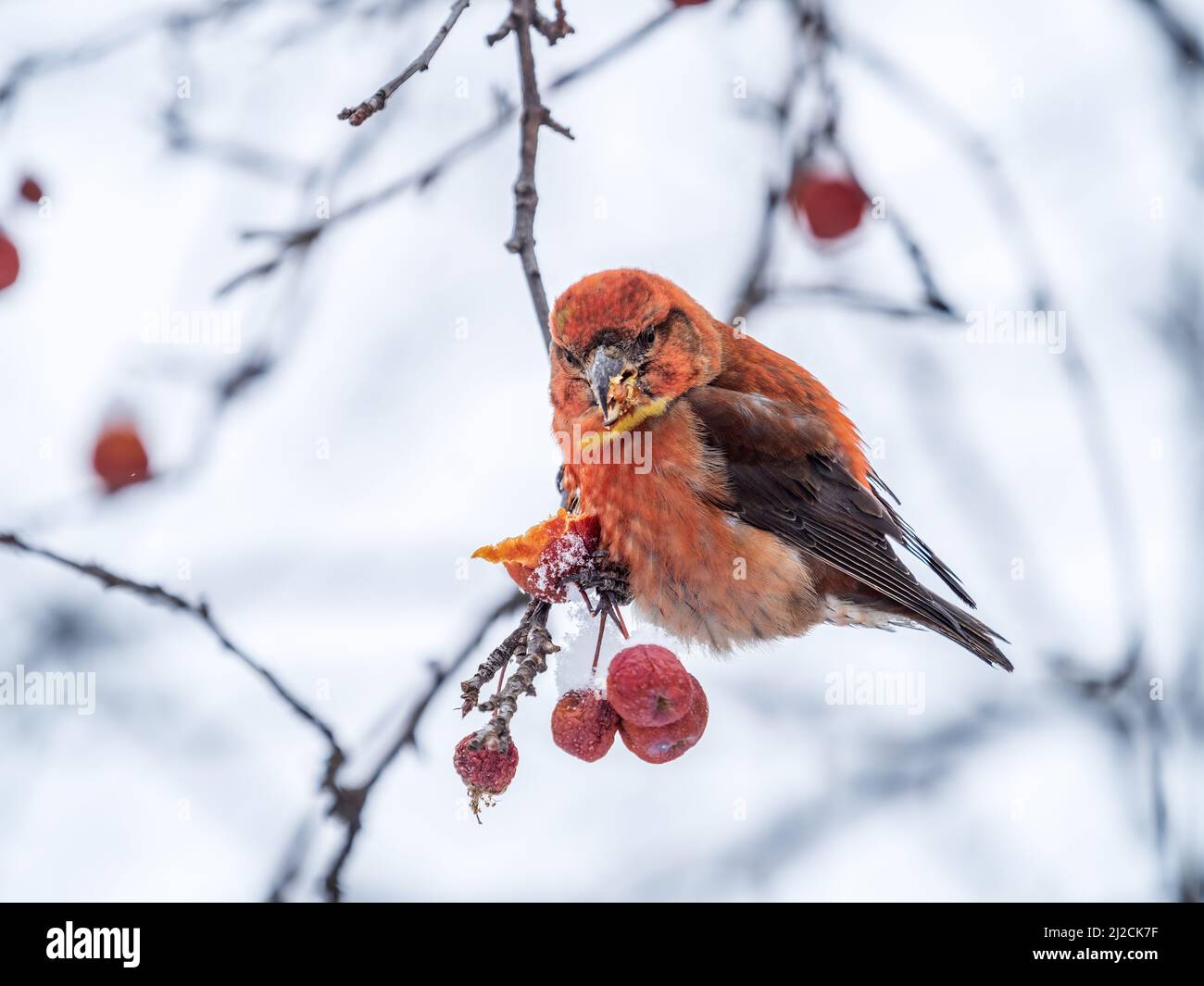 Red Crossbill male sitting on the tree branch and eats wild apple ...