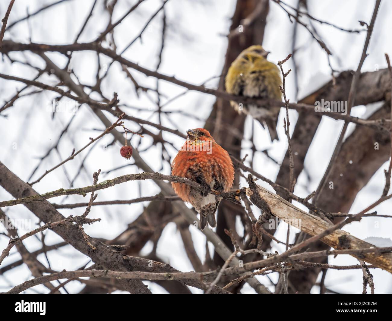 Red Crossbill male sitting on the tree branch and eats wild apple ...