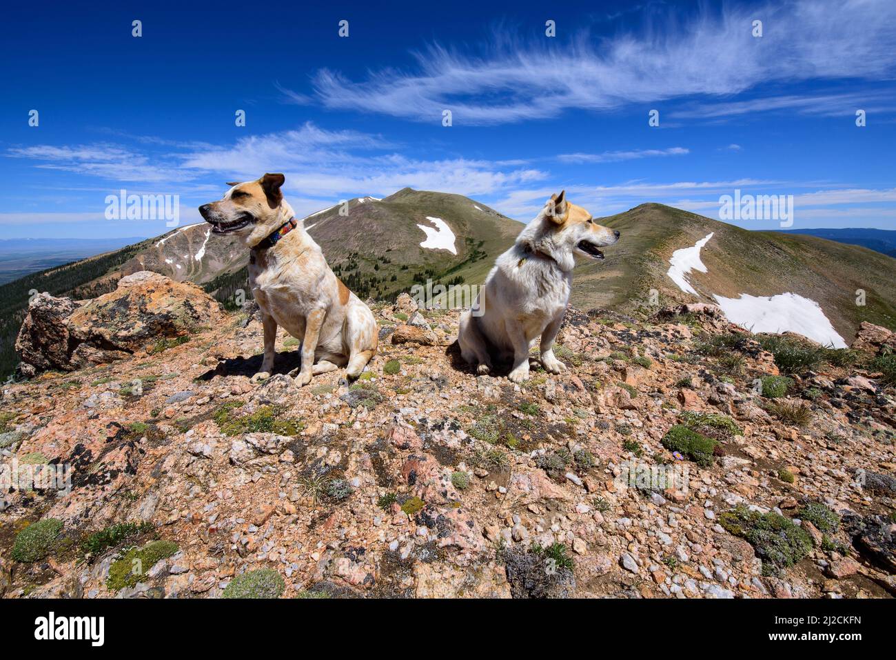 Summit dog hi-res stock photography and images - Alamy
