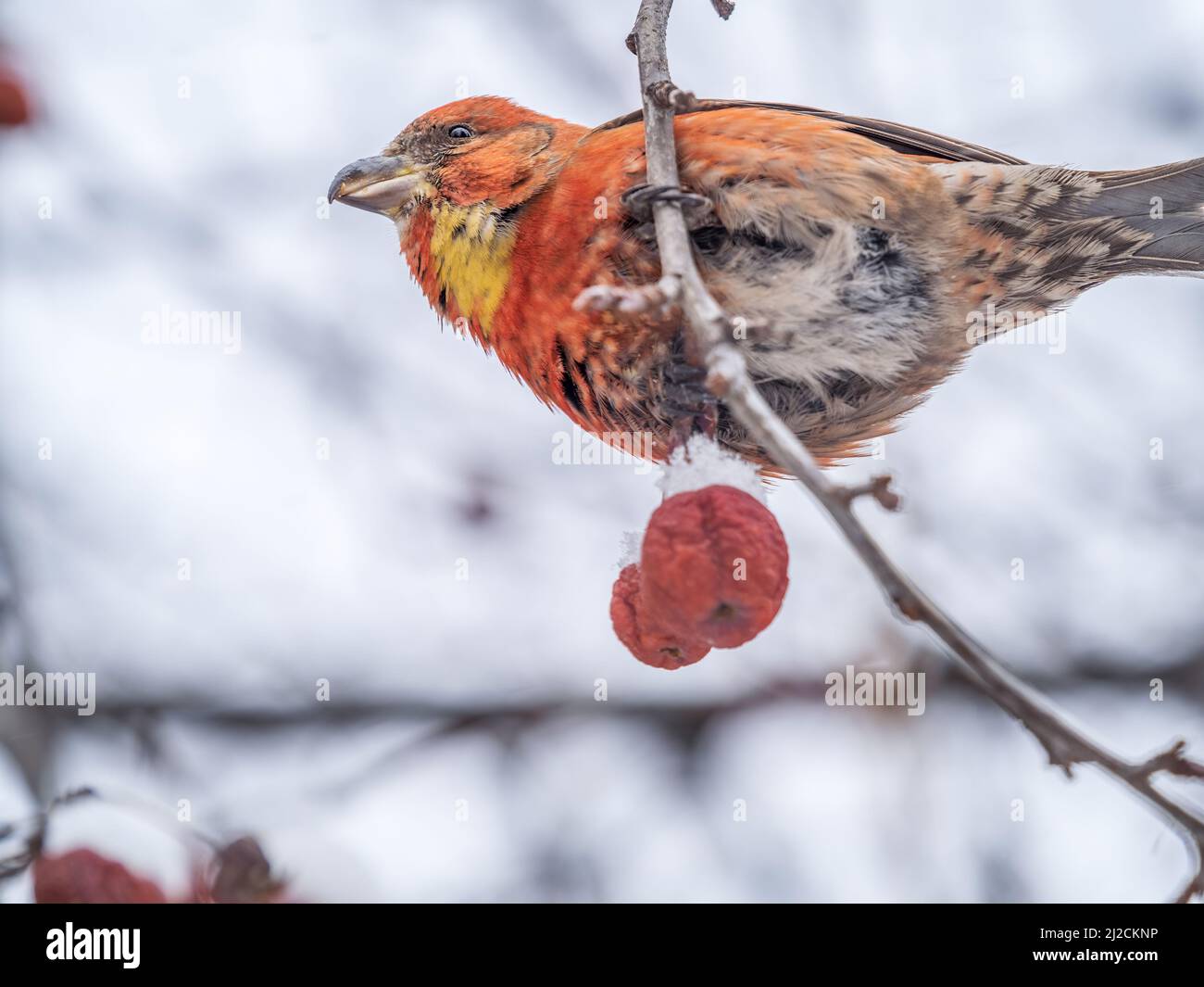 Red Crossbill male sitting on the tree branch and eats wild apple ...
