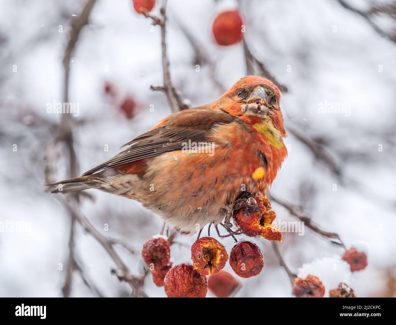 Red Crossbill male sitting on the tree branch and eats wild apple ...