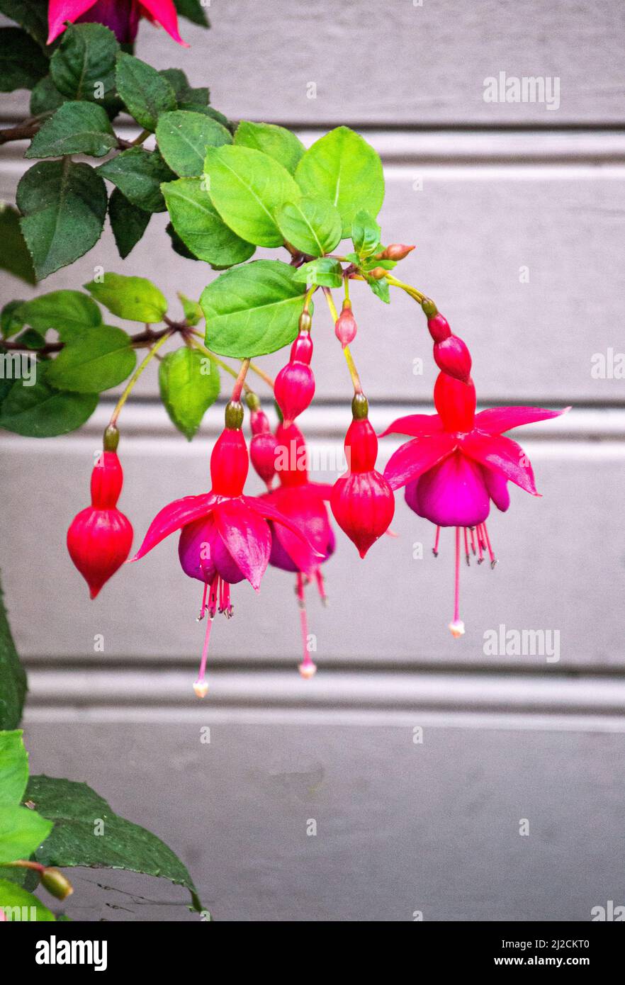 Red flowers hanging down hi-res stock photography and images - Alamy