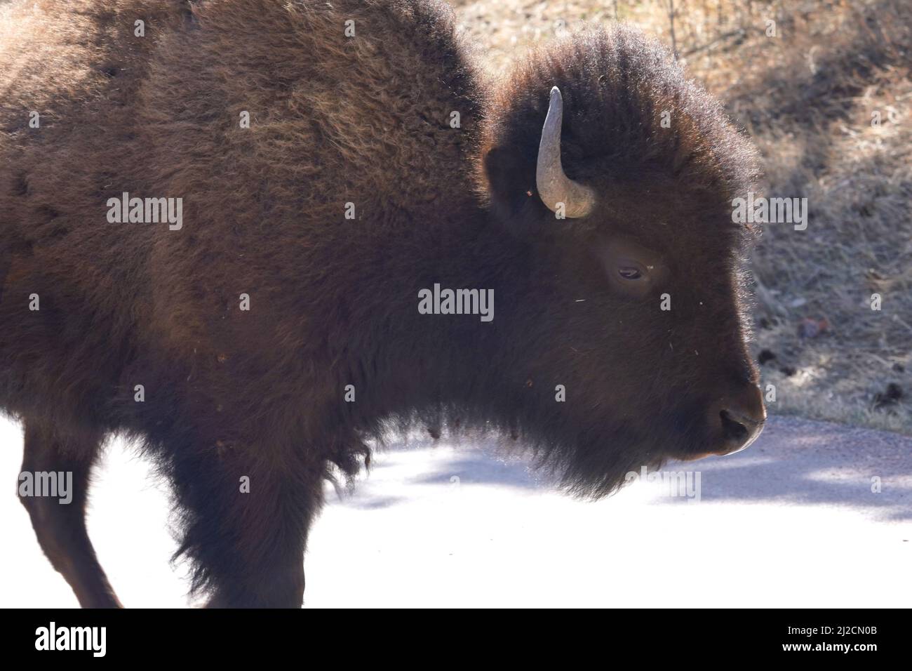 A closeup of steppe bison in Custer State Park Buffalo Stock Photo - Alamy