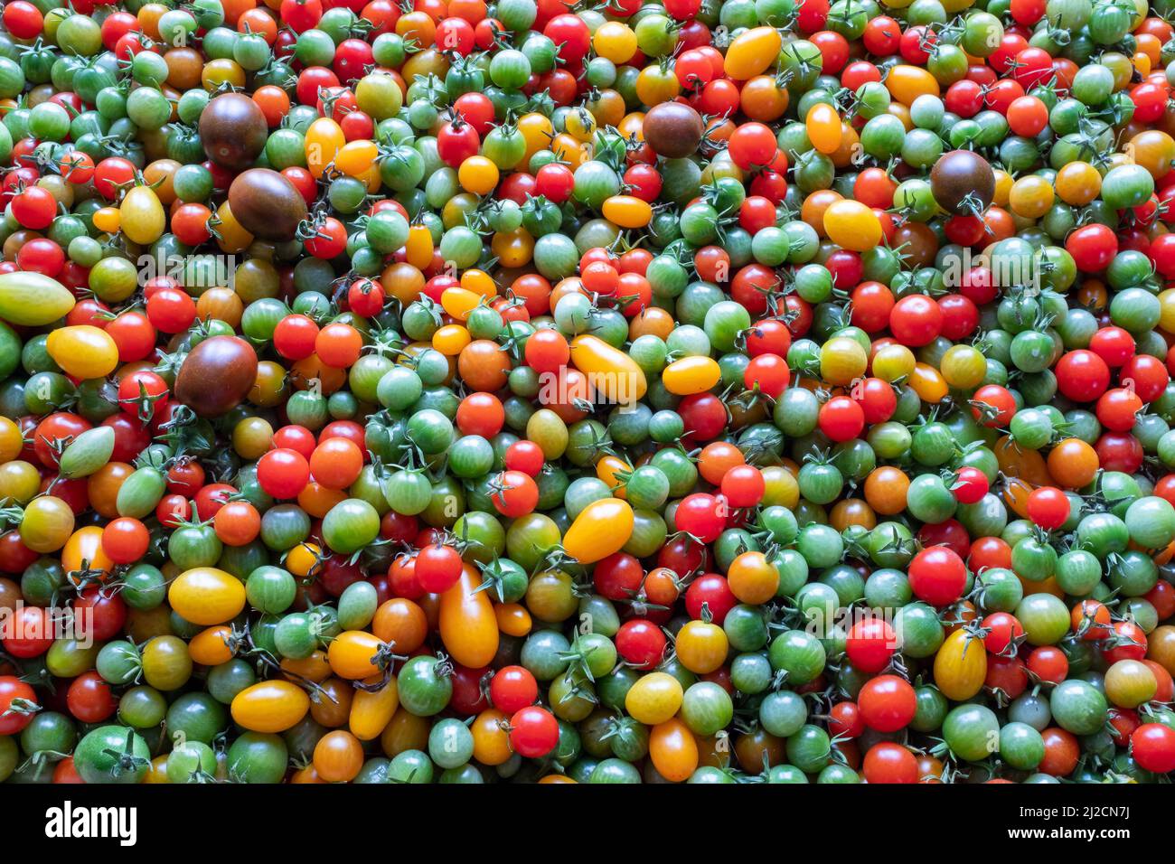 Background of red yellow green cherry tomatoes, upper view. 1000 fresh ...