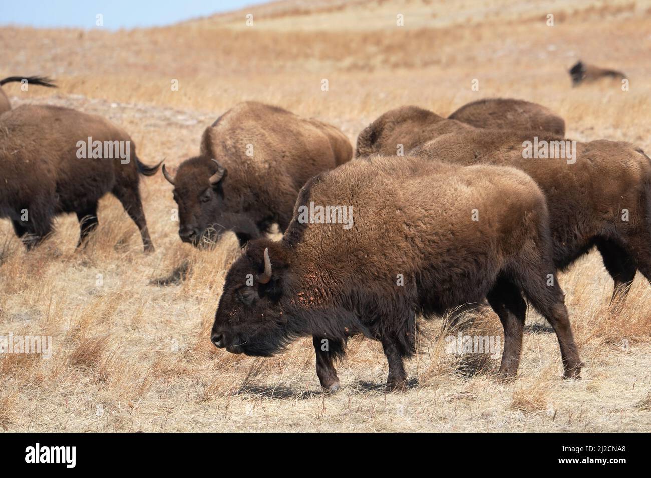 A closeup of steppe bison in Custer State Park Buffalo Stock Photo - Alamy