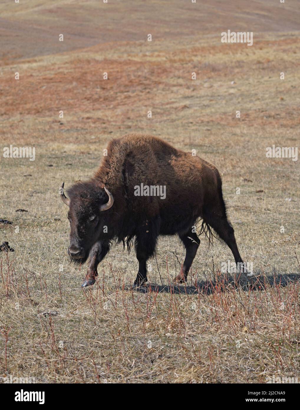 A closeup of steppe bison in Custer State Park Buffalo Stock Photo - Alamy