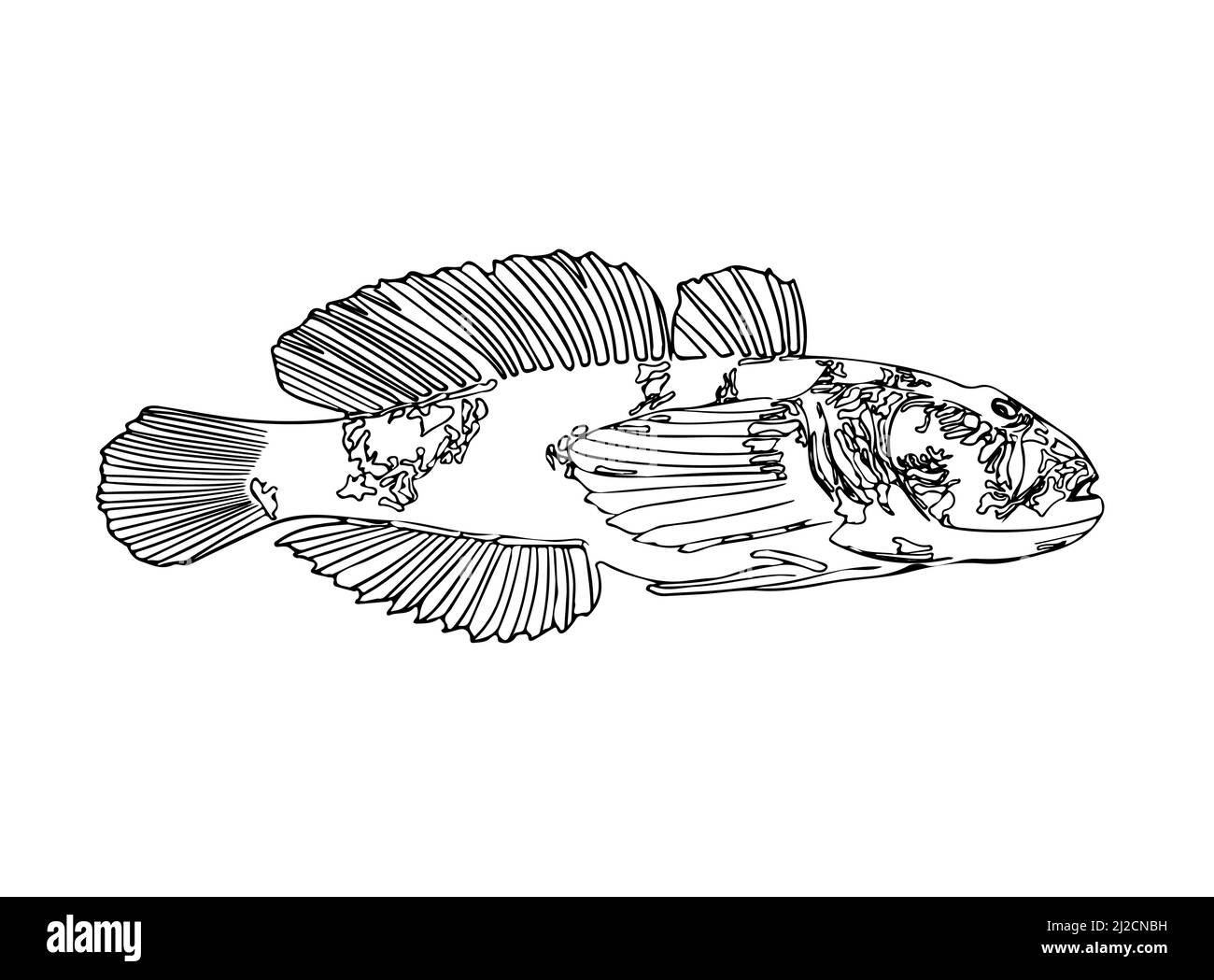 Graphic design. Goby fish Stock Vector Image & Art - Alamy