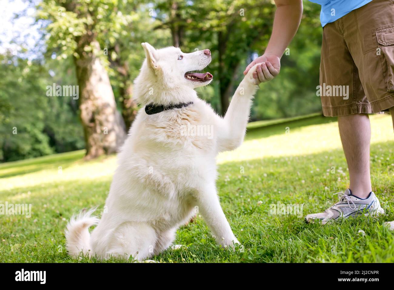 A white Husky dog sitting outdoors and shaking hands with a person ...