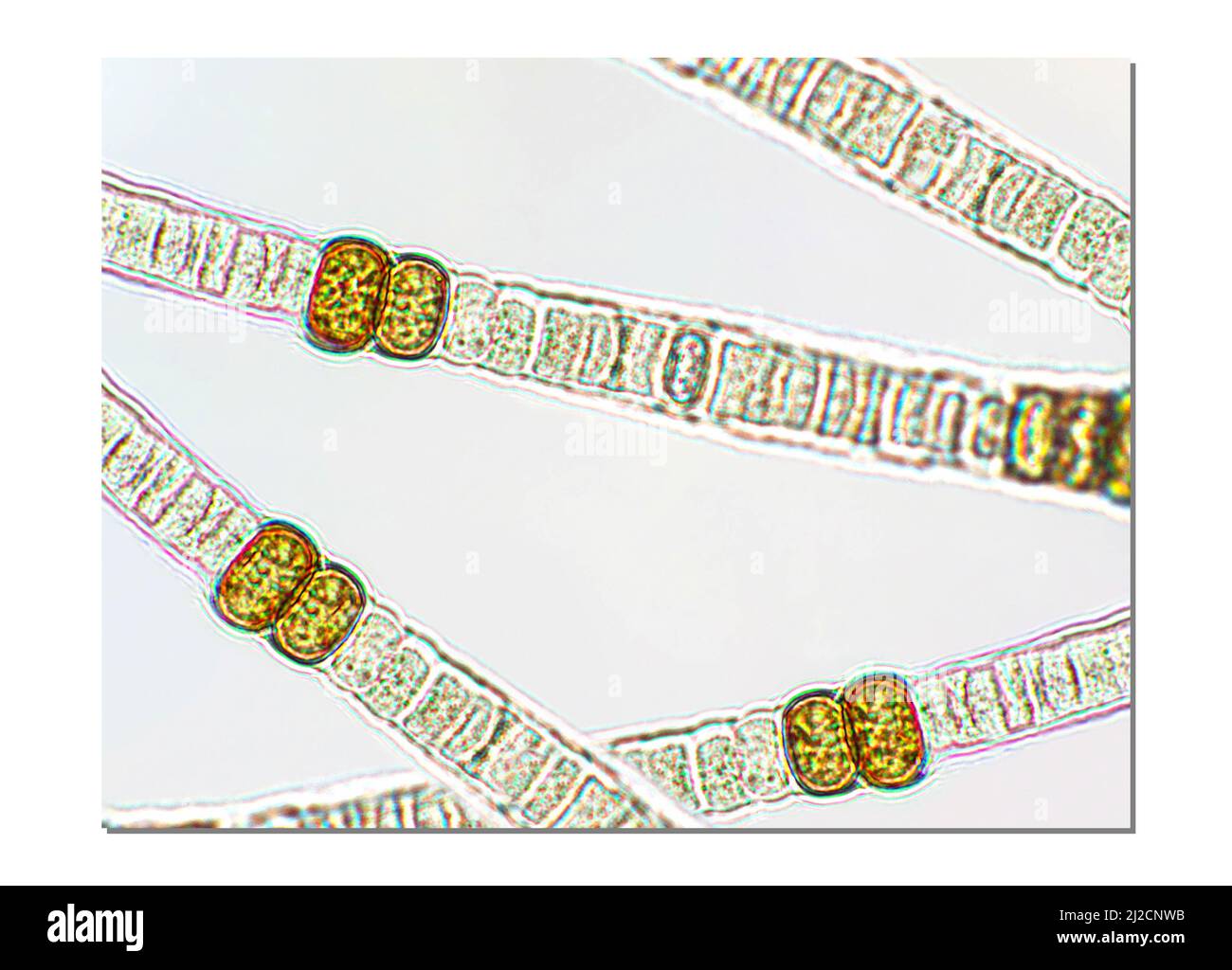 Algal algae Cut Out Stock Images & Pictures - Alamy