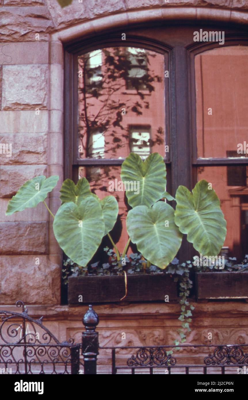 Window box at 69th Street between Central Park West and Columbus Avenue ...