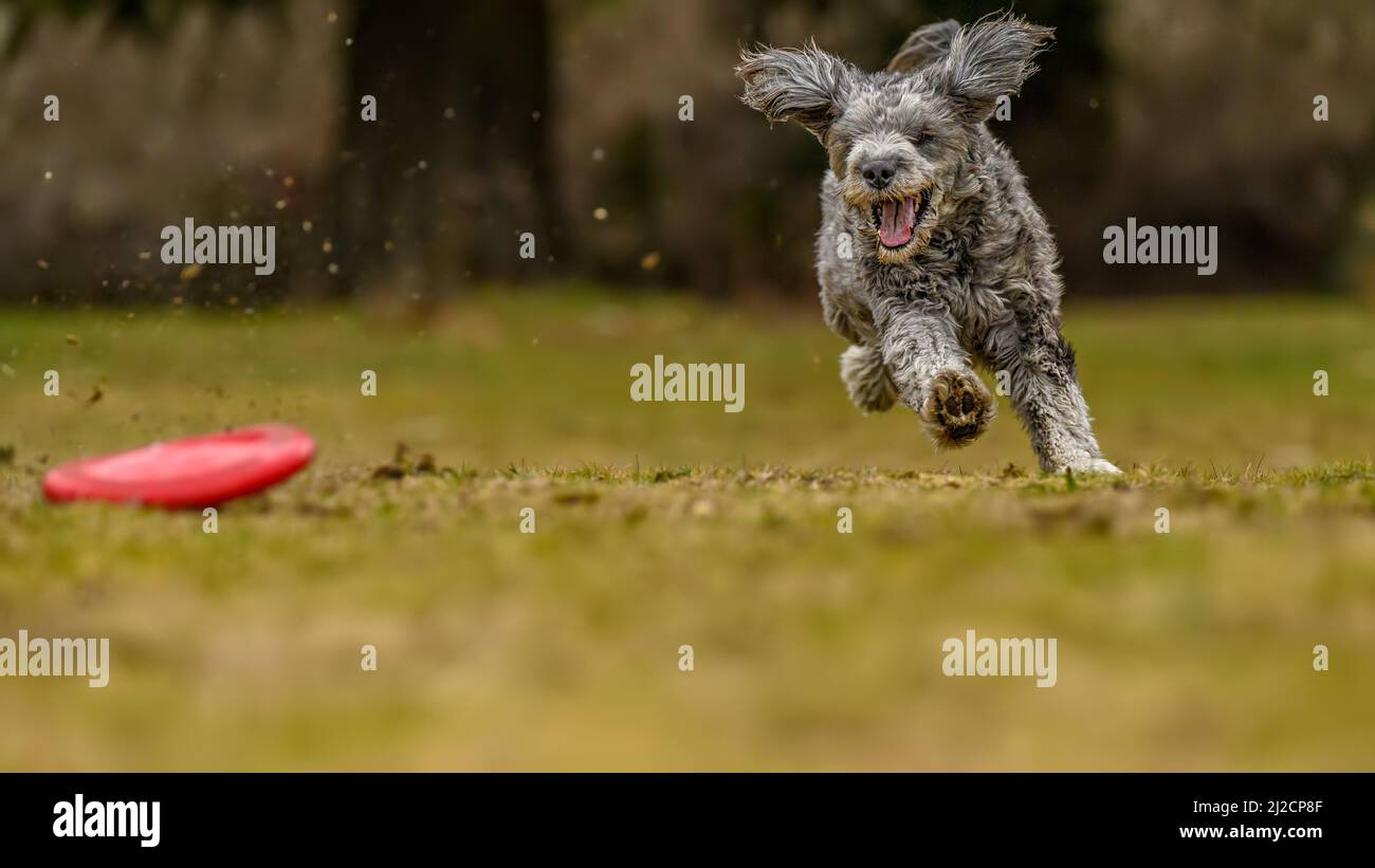 How Fast Can A Goldendoodle Run