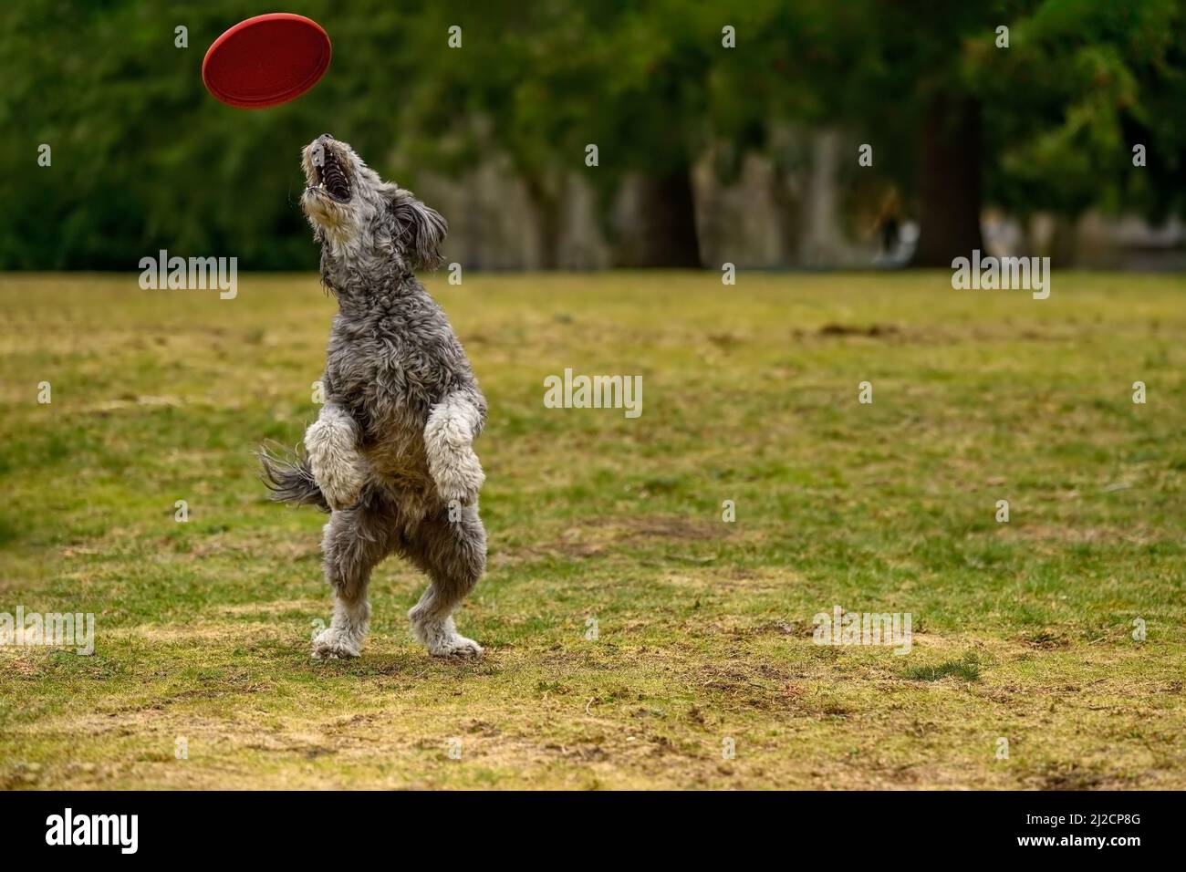 Goldendoodle catch hi-res stock photography and images - Alamy