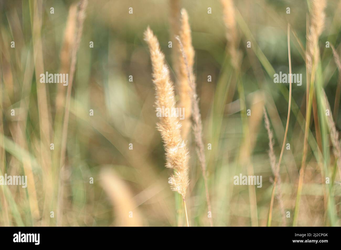 Marram grass waving in wind hi-res stock photography and images - Alamy