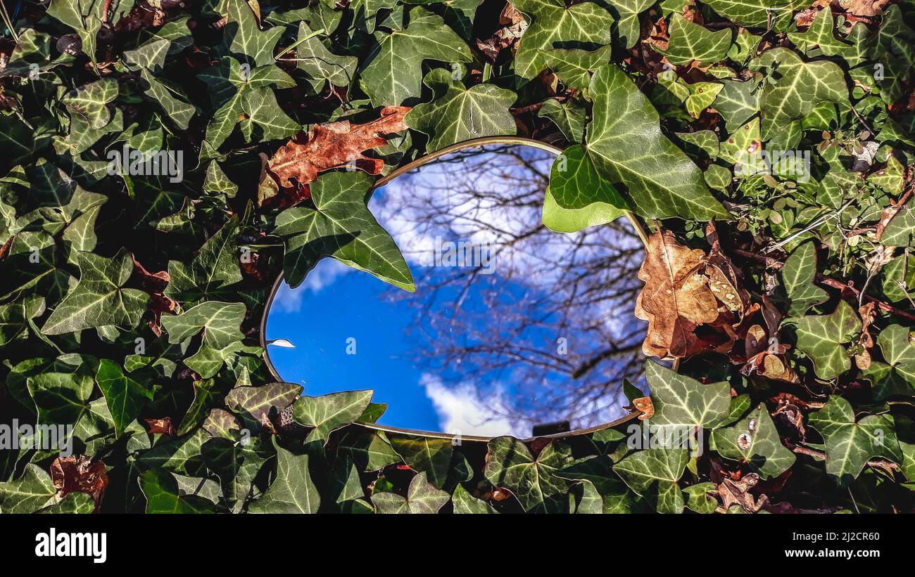 Mirror leaf hi-res stock photography and images - Alamy