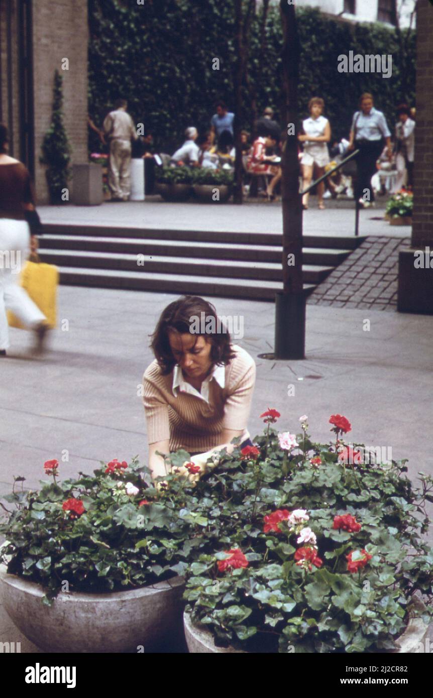 A CBS secretary uses her lunchbreak to help plant flowers at entrance ...