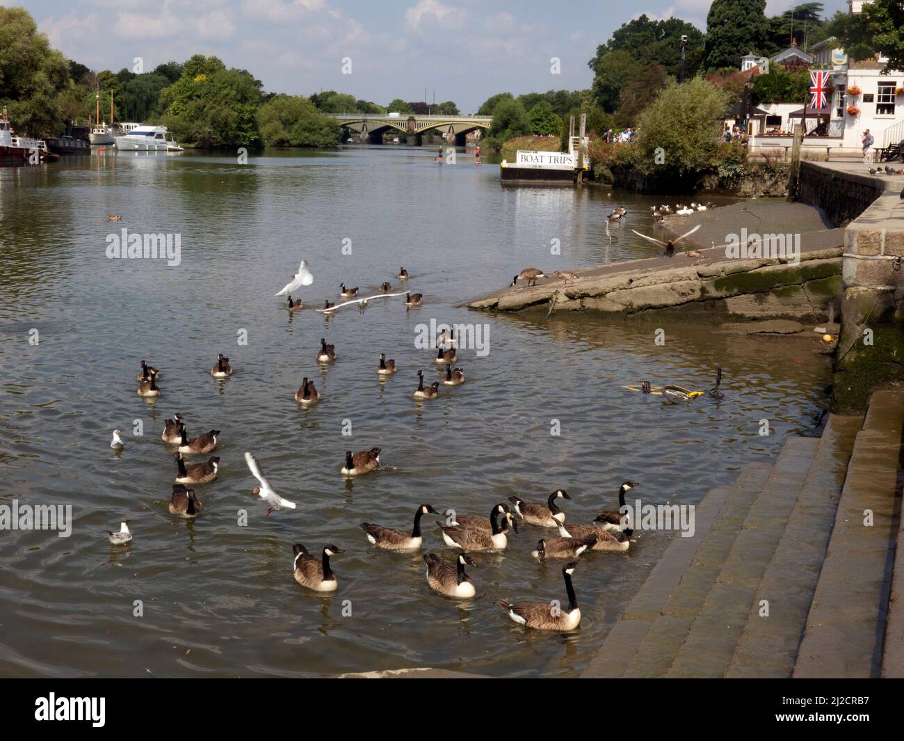 Thames wildlife hi-res stock photography and images - Alamy