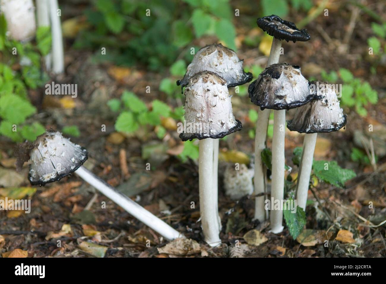 Svamp hi-res stock photography and images - Alamy