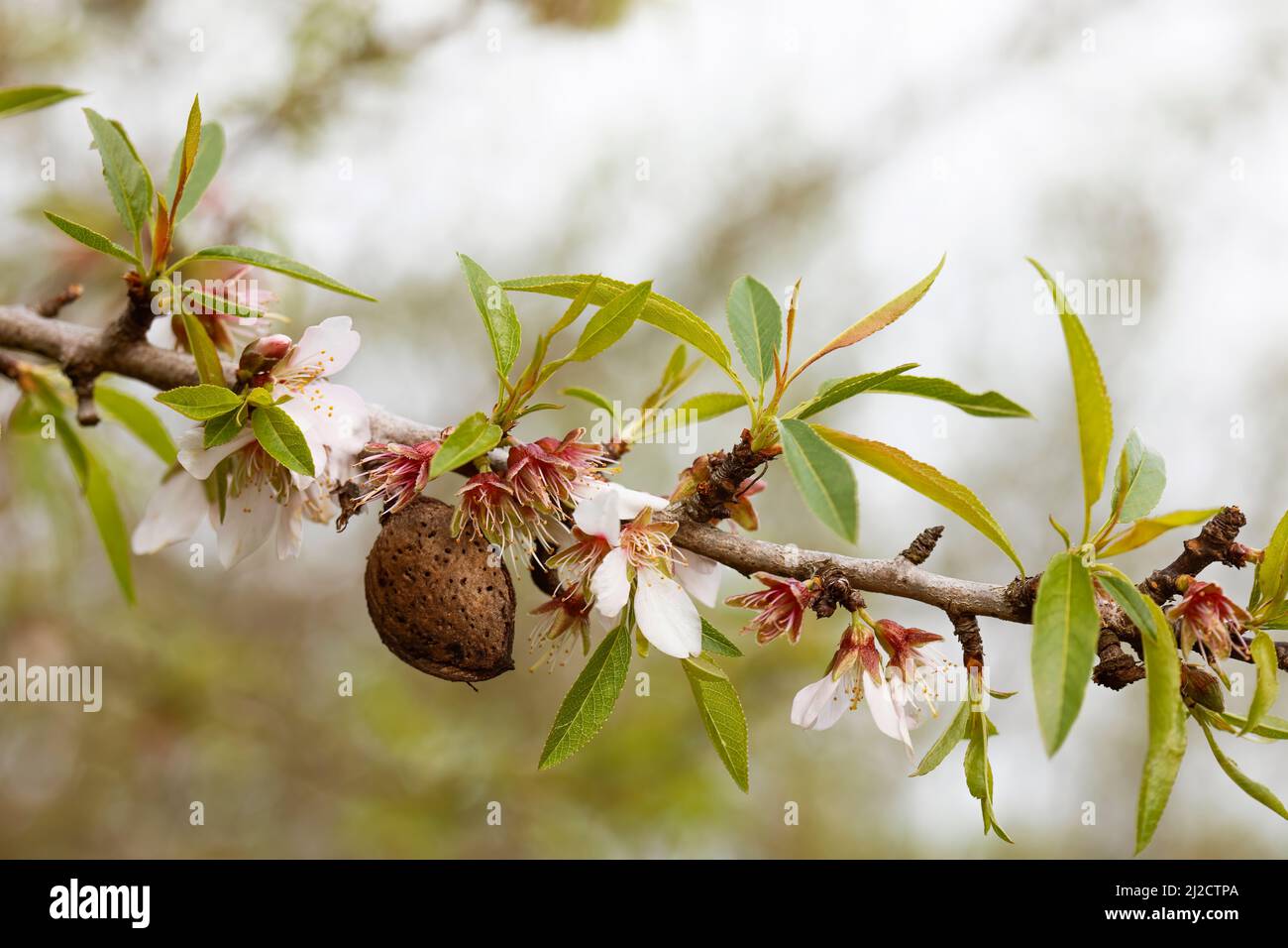 close up of almond tree in bloom with fruit from the previous year ...