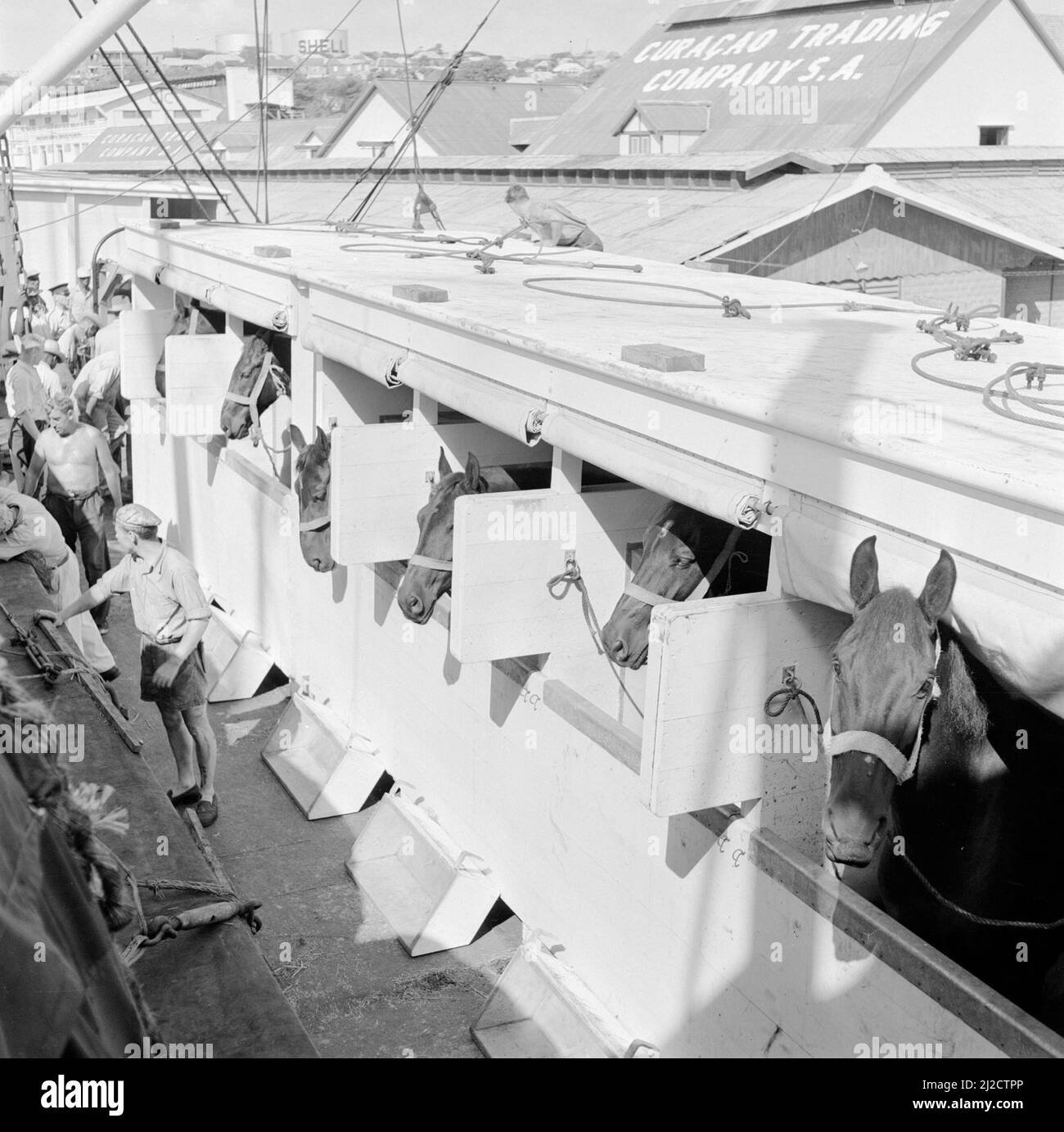 The horses in front of the royal calèche on arrival in the harbor of ...