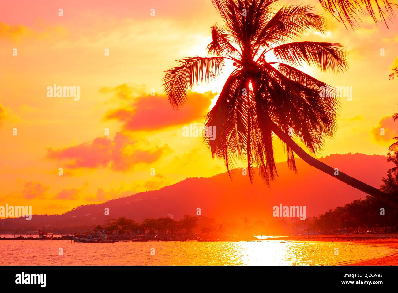 tall palm trees leaning over the sea at sunset. bright tropical ...