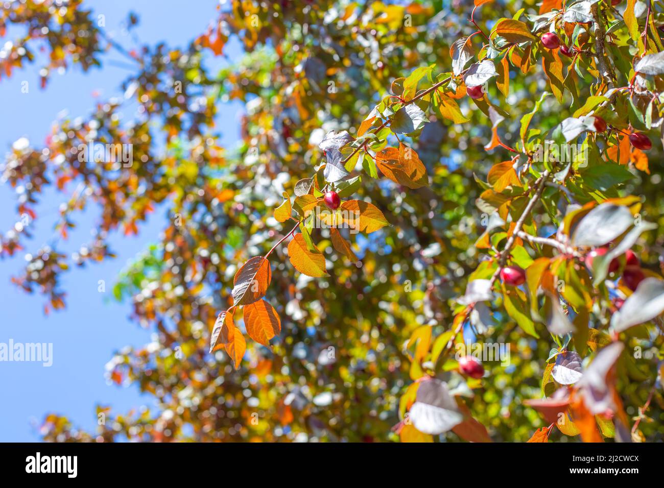 An orchard with fruit-bearing trees. Red cherry plum berries on tree ...