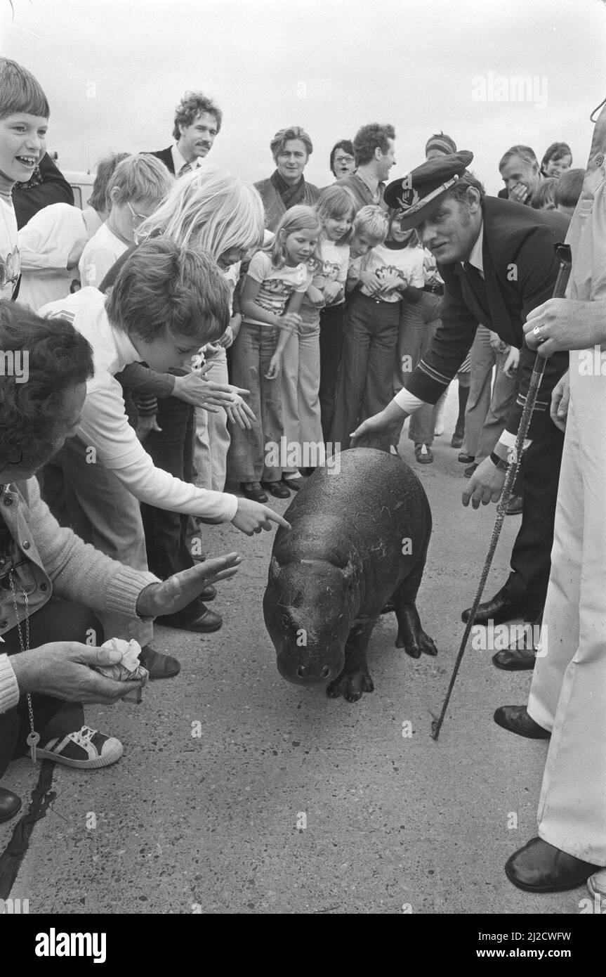 Pygmy hippo Hugo de Hippo school children and the pygmy hippo arrived ...