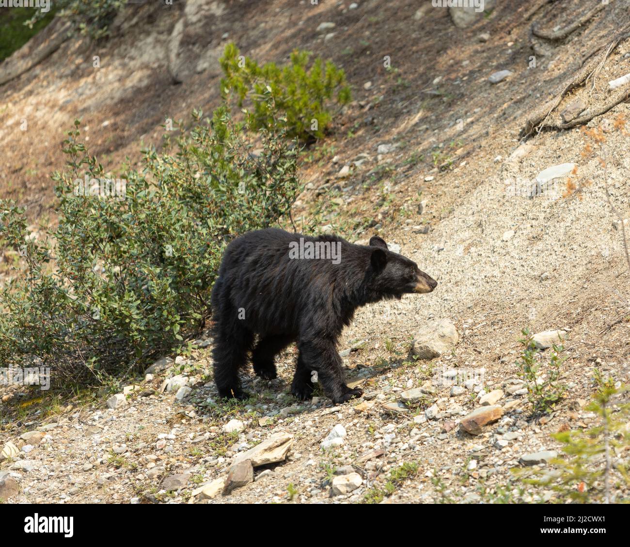 A wild black bear on a mountain in Alberta Stock Photo - Alamy