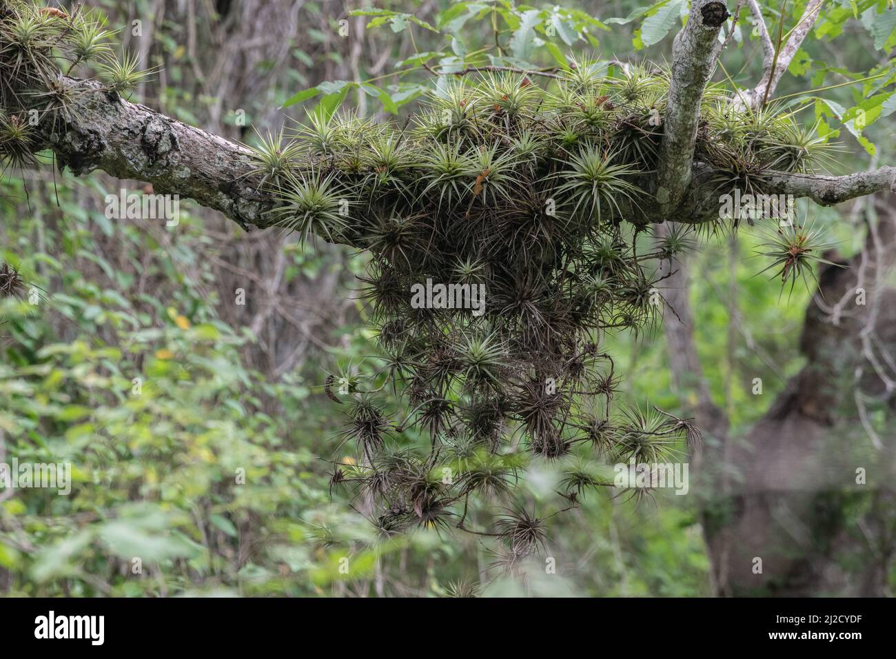 Epiphytic bromeliad hi-res stock photography and images - Alamy