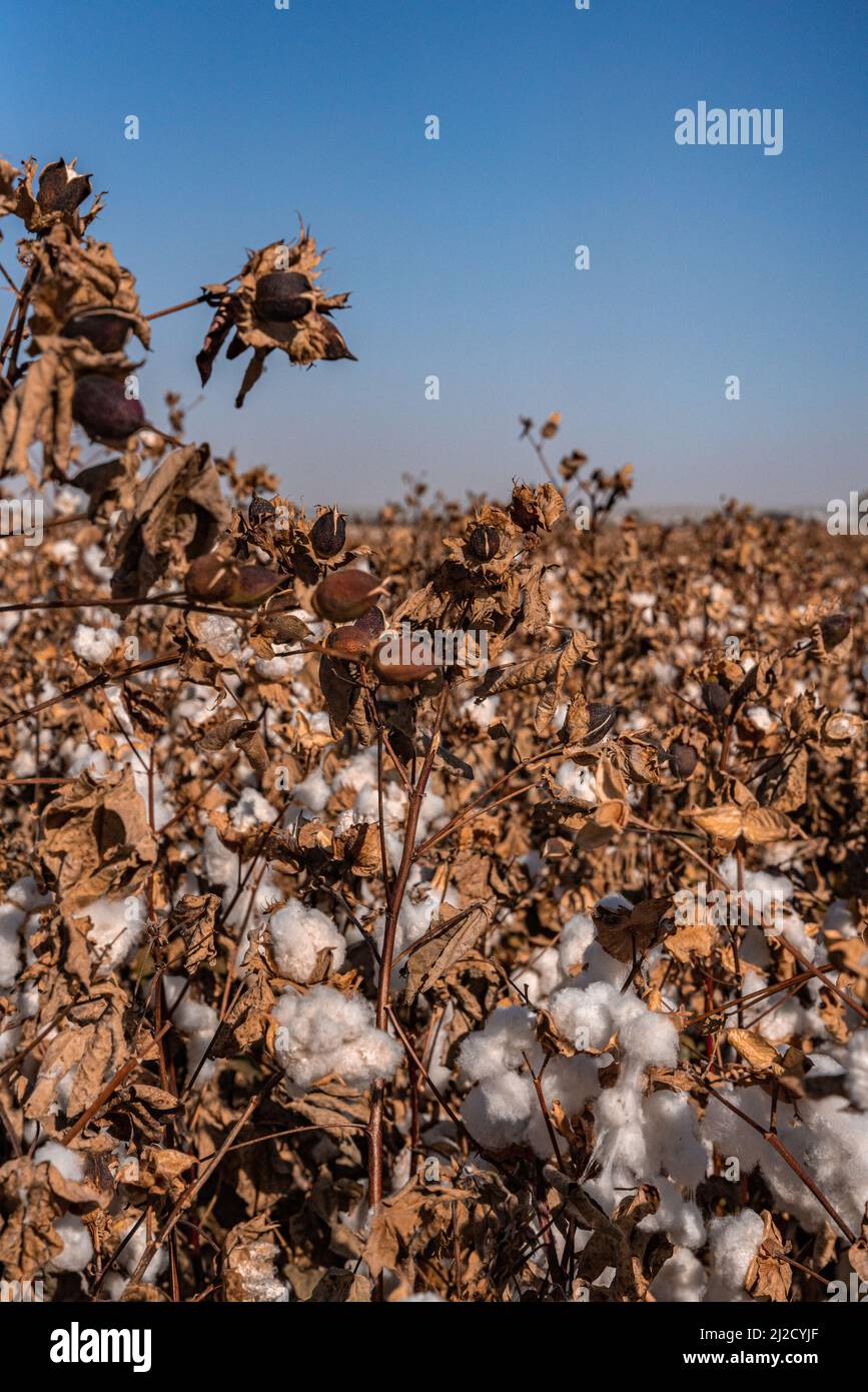A vertical shot of cotton plants growing on a field Stock Photo - Alamy