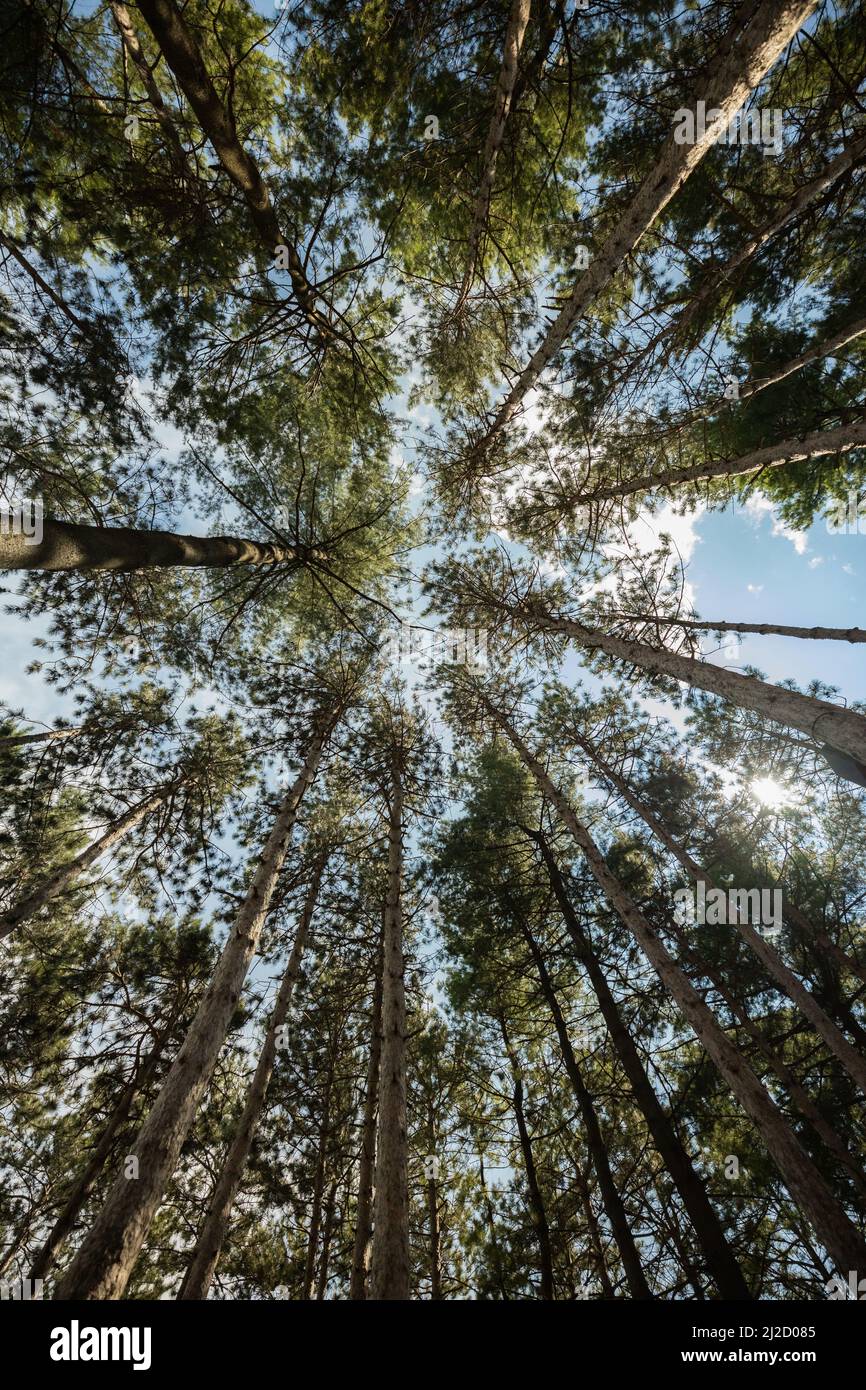 A vertical low angle shot of tall trees in a blue sky Stock Photo - Alamy