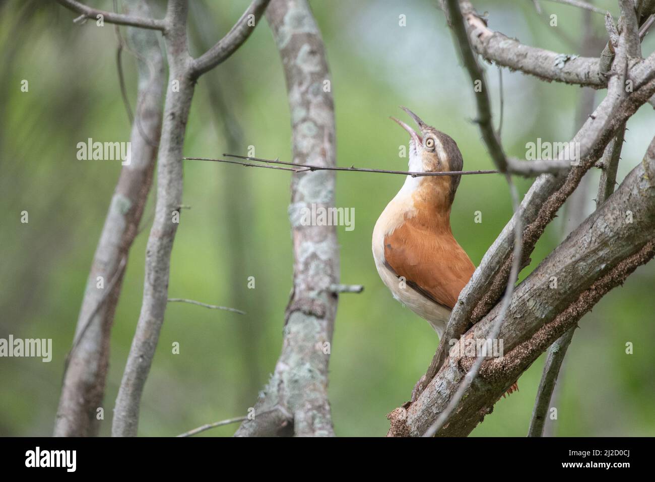 Pale legged hornero hi-res stock photography and images - Alamy