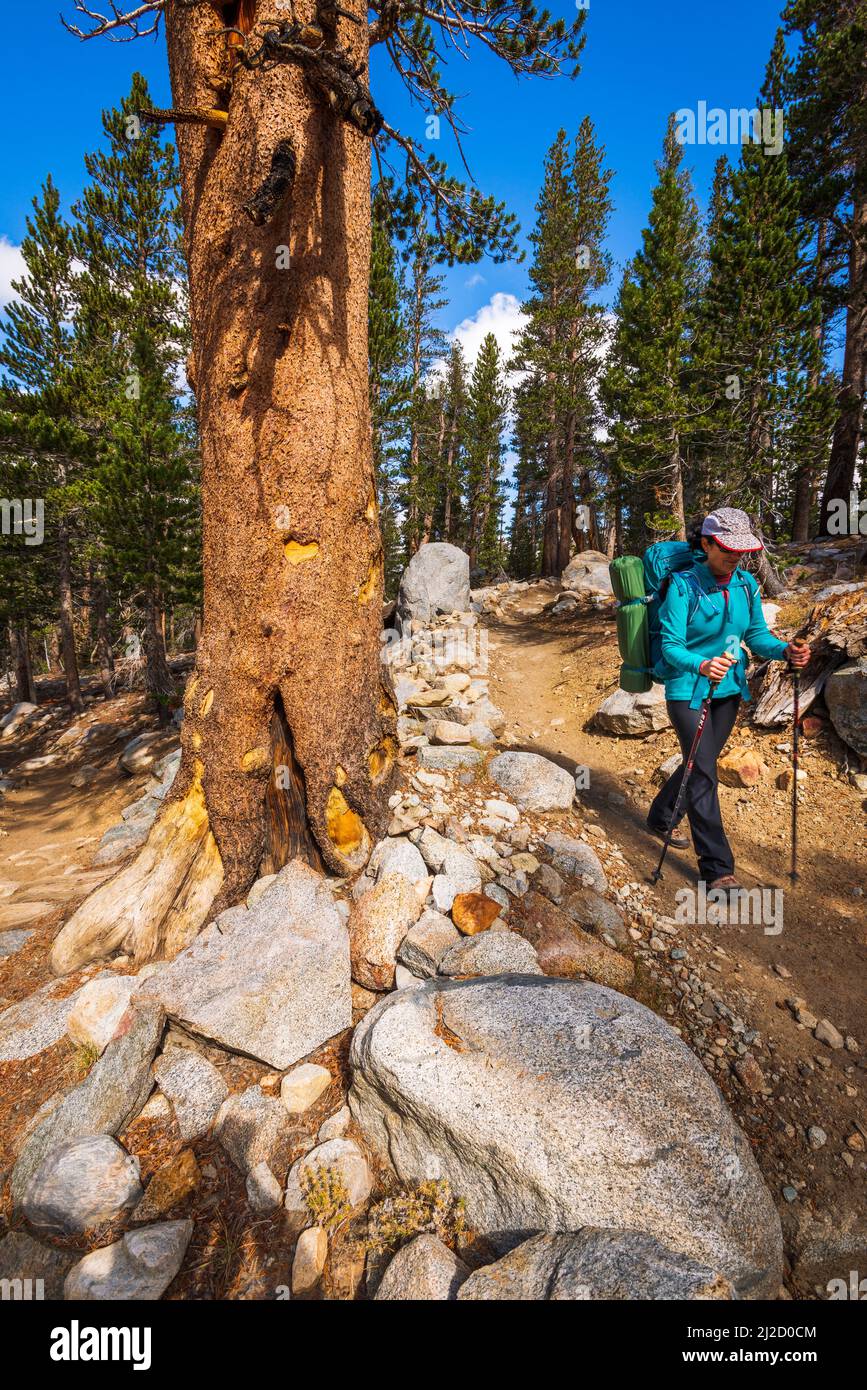 Backpacker on the Bishop Pass Trail, John Muir Wilderness, Sierra ...