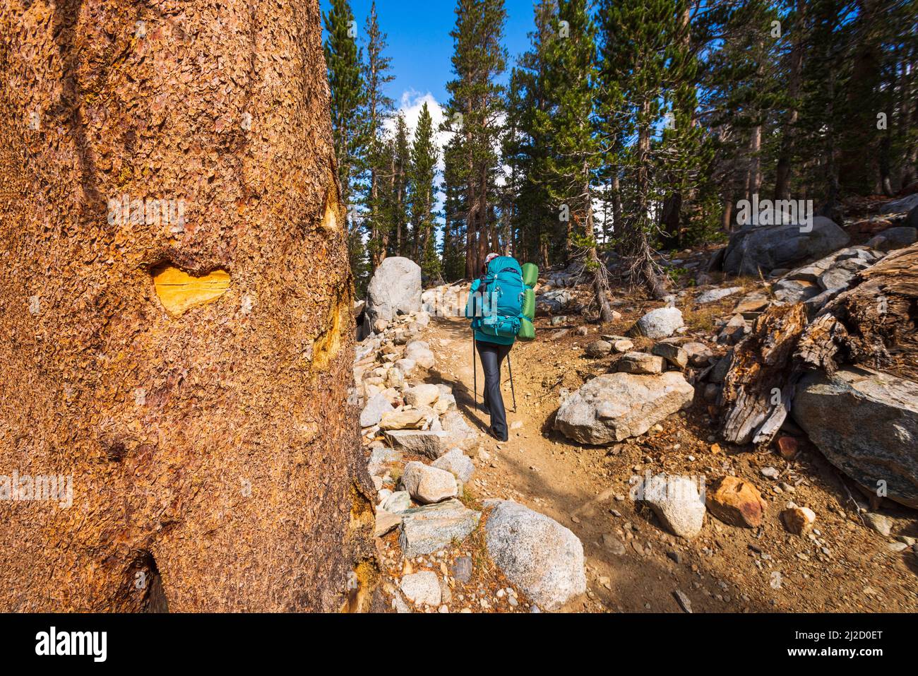 Backpacker on the Bishop Pass Trail, John Muir Wilderness, Sierra ...