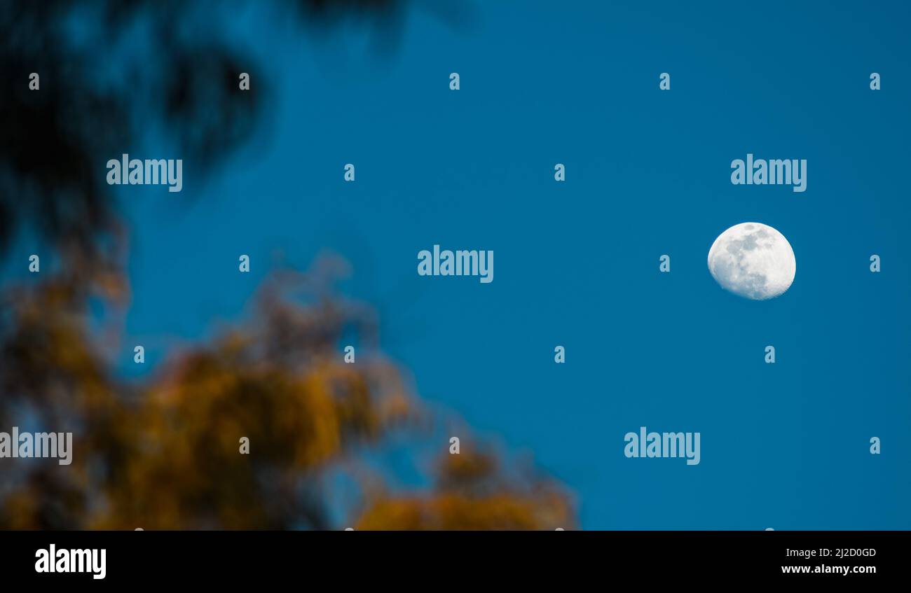 A low angle shot of a white almost full moon in a blue sky over a ...