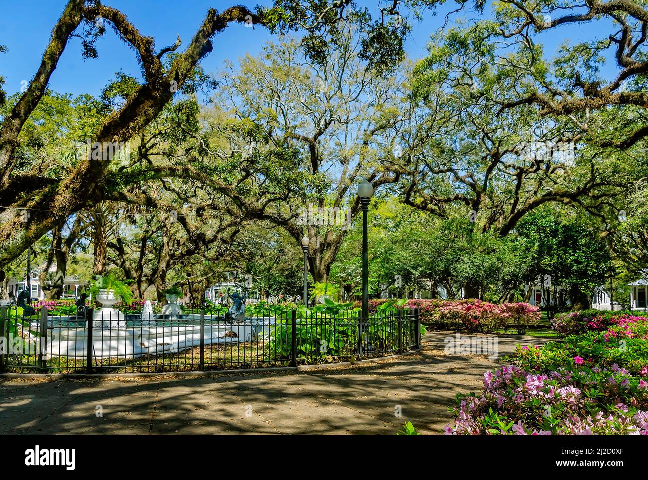 Live oak trees, azaleas, and other plants surround the fountain in ...