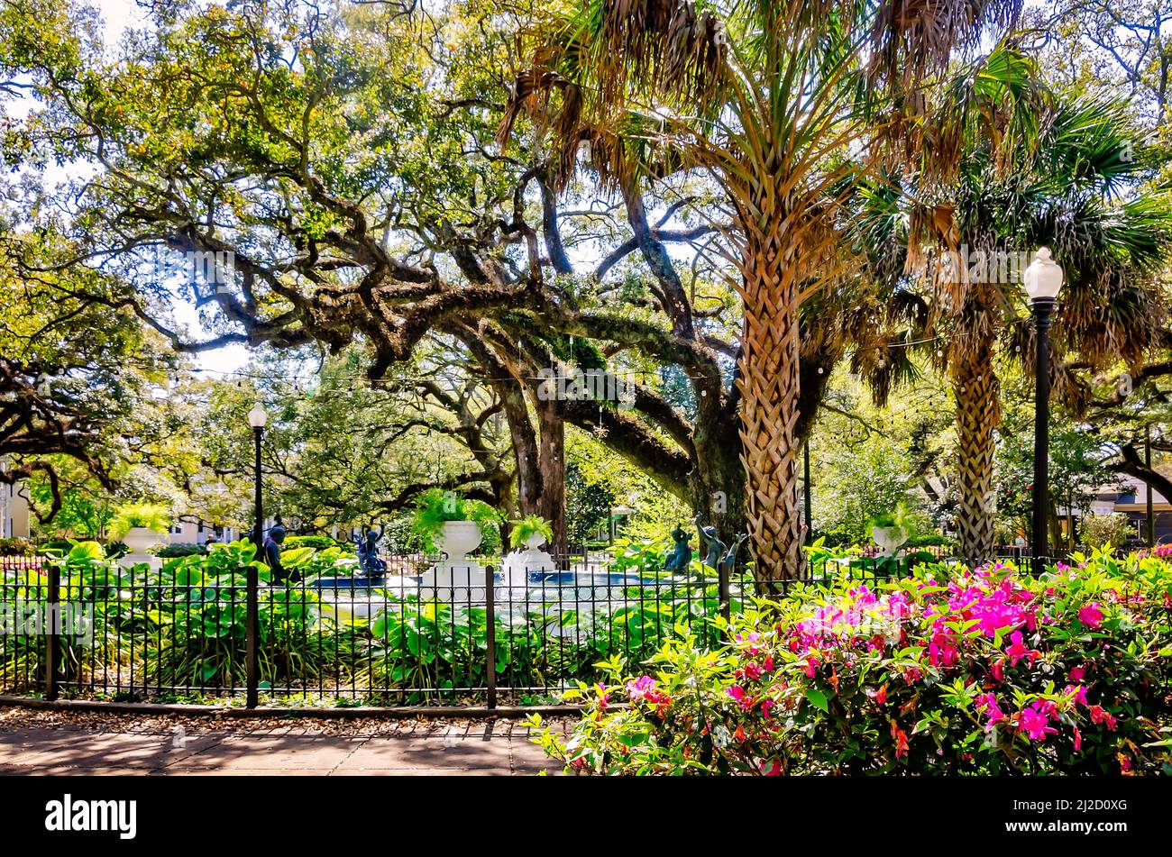 Live oak trees, azaleas, and other plants surround the fountain in ...