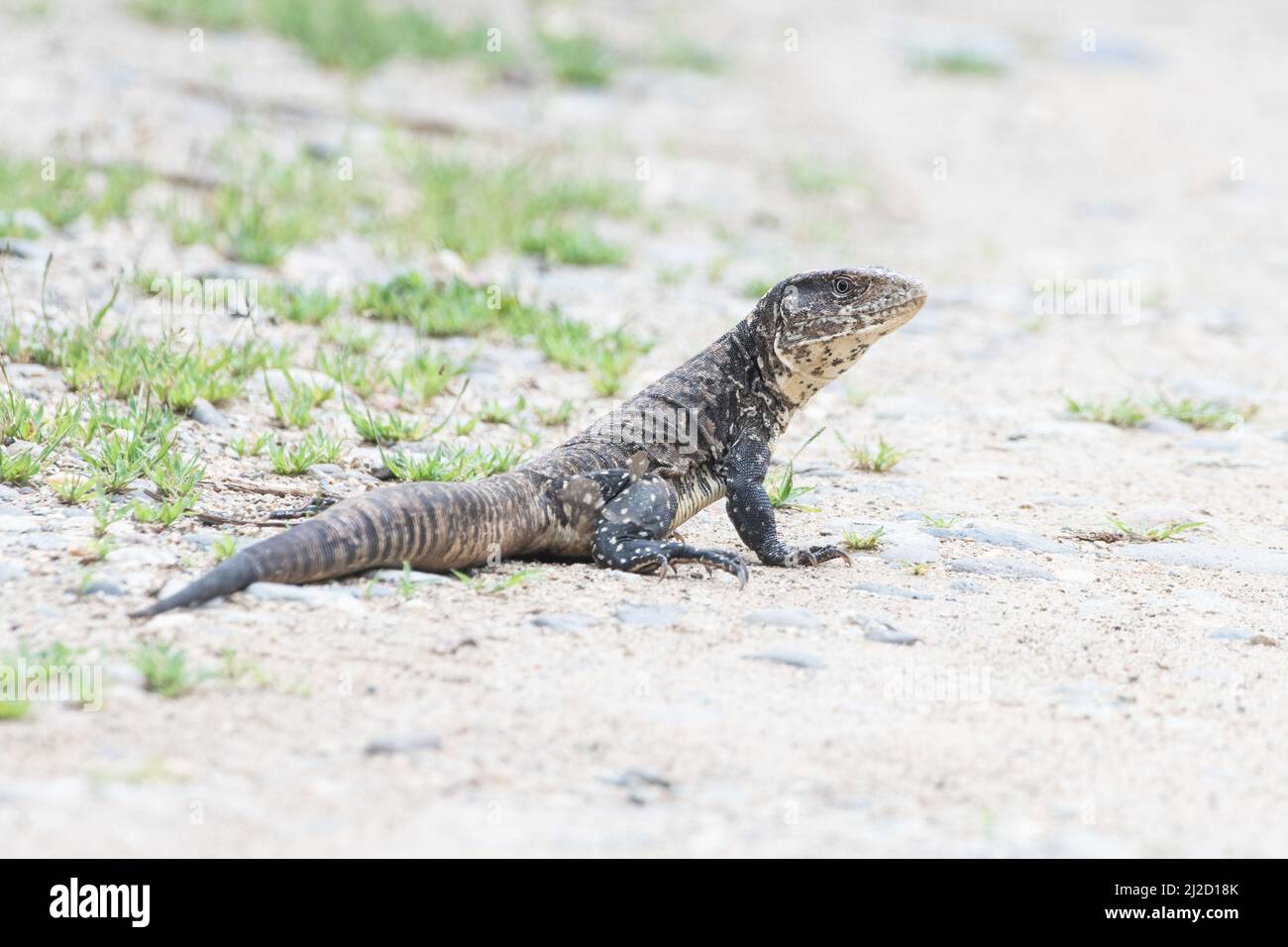 The false monitor lizard (Callopistes flavipunctatus) is a large ...