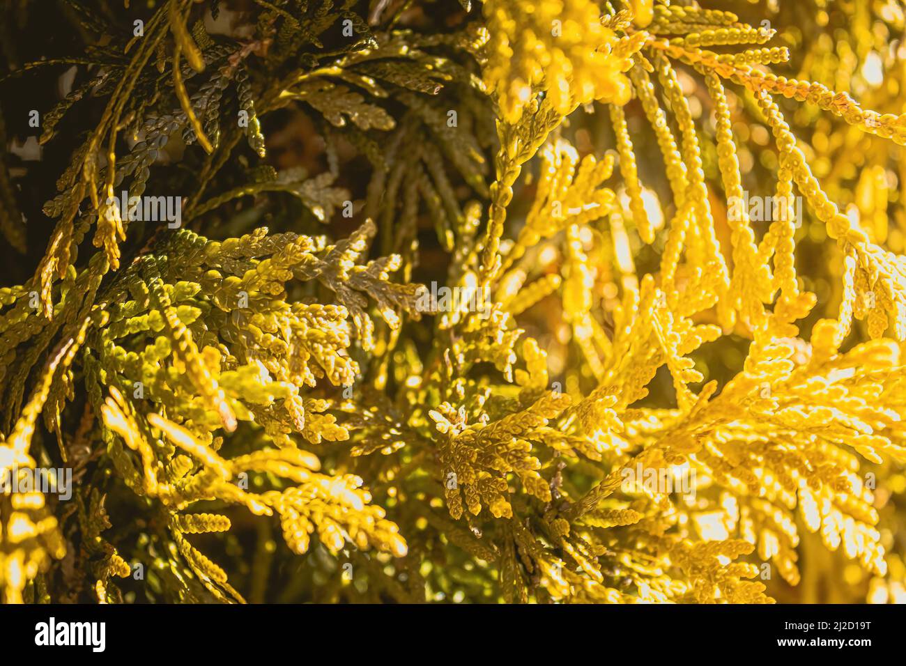 Thuja occidentalis known as gold drop shines brightly with the sun ...