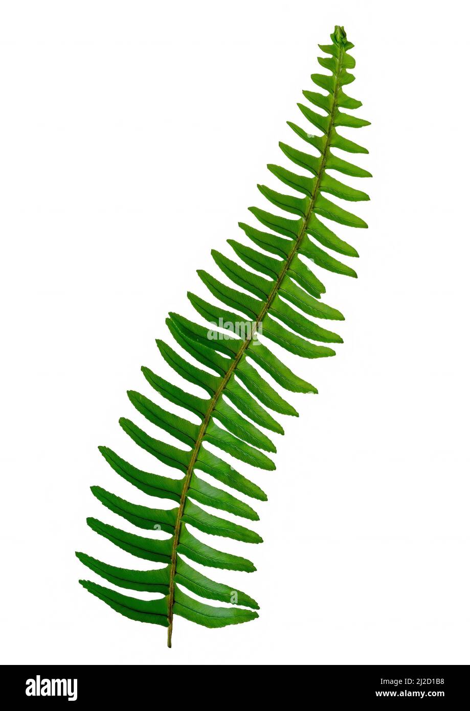 tropical single green fern on white background Stock Photo - Alamy