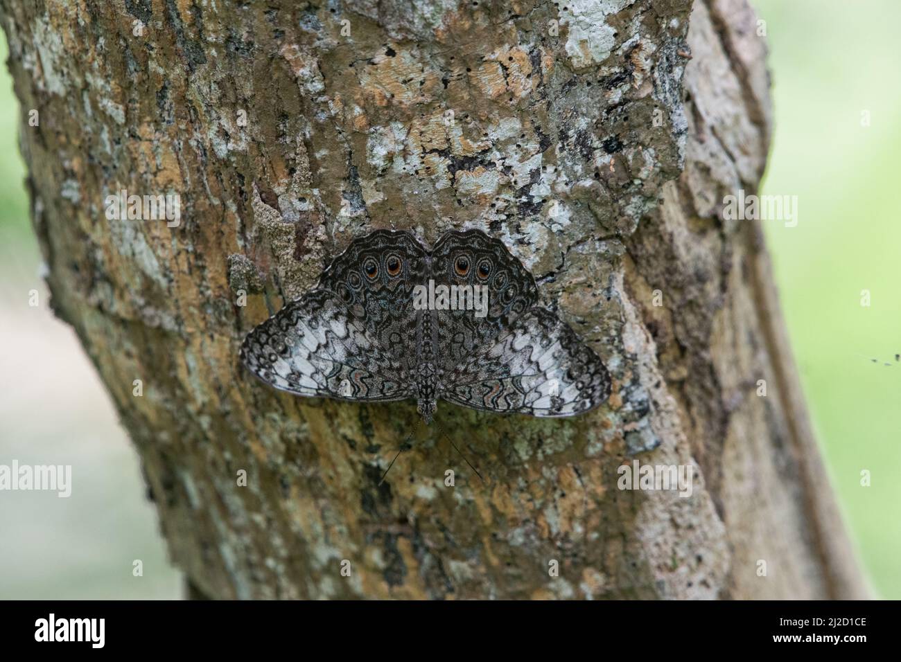 The gray cracker butterfly (Hamadryas februa), its disruptive ...