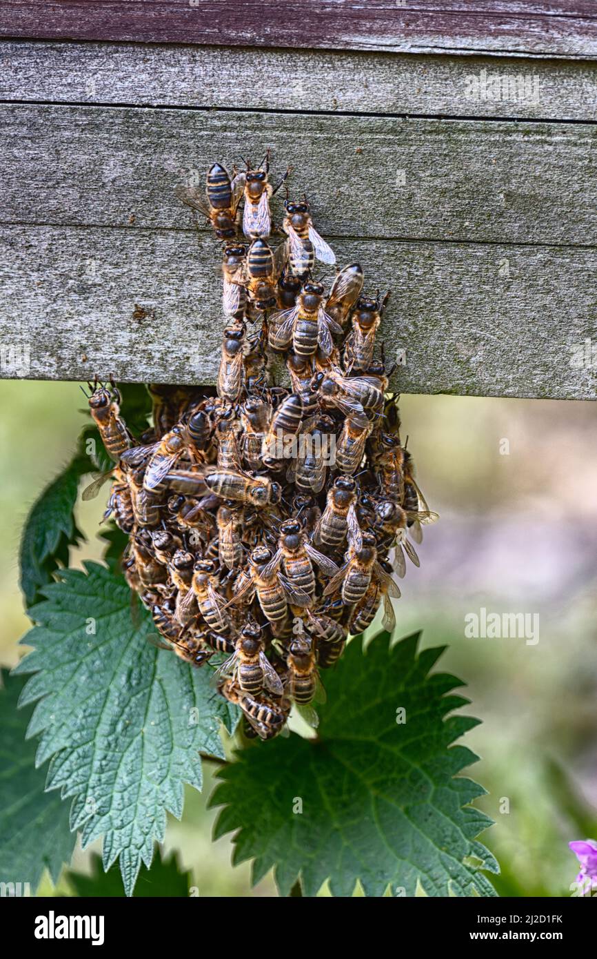Honeybees apis mellifera hi-res stock photography and images - Alamy