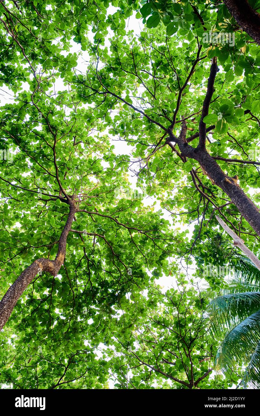 Look of green tree hi-res stock photography and images - Alamy
