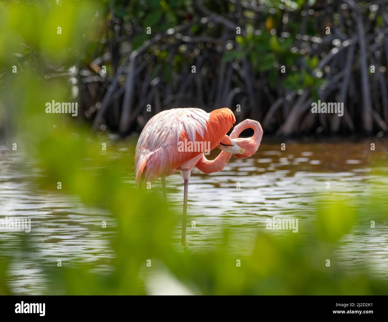 An American Flamingo wades through the saltwater in a mangrove estuary ...