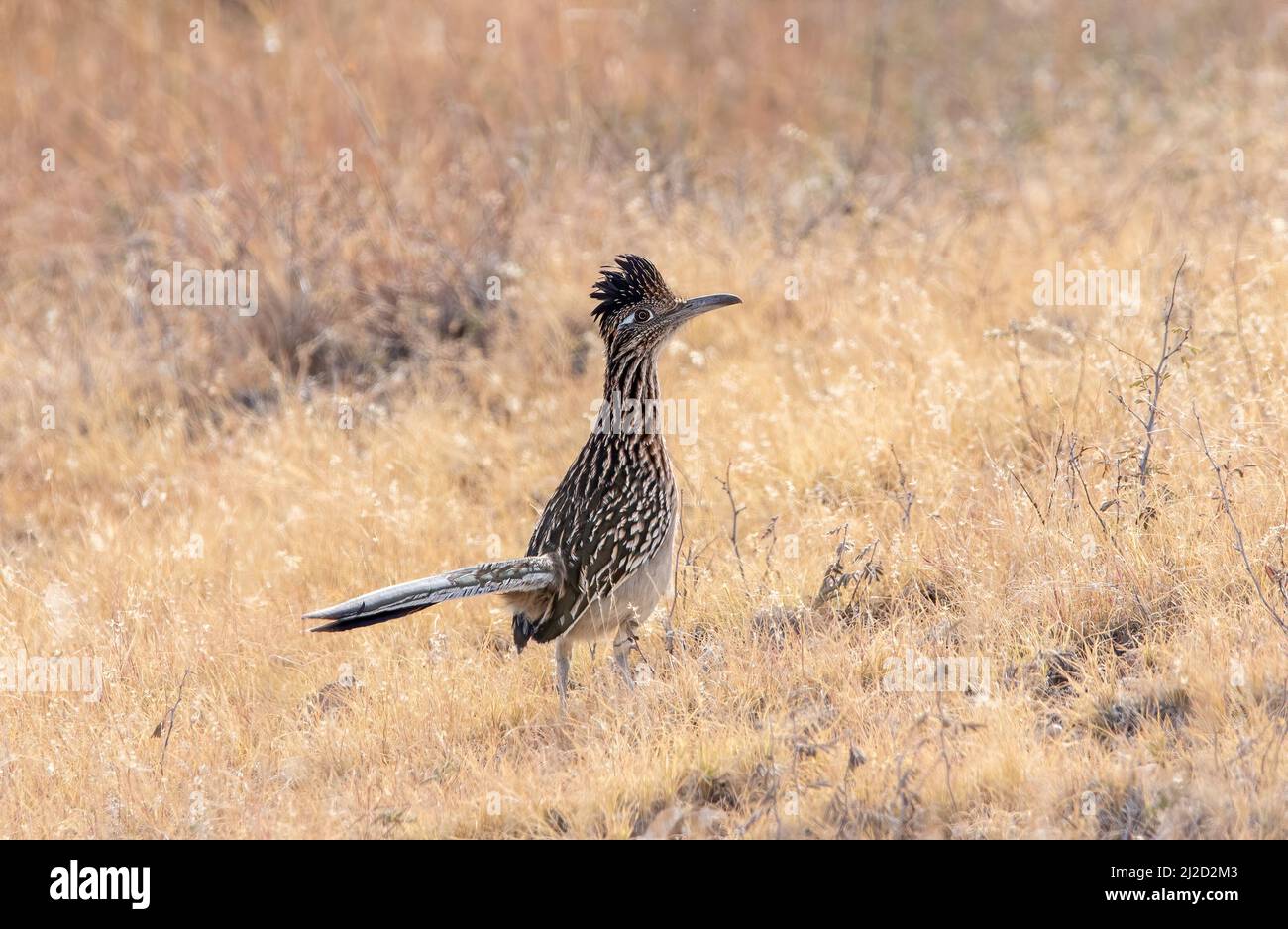 A greater roadrunner in southern Arizona Stock Photo - Alamy